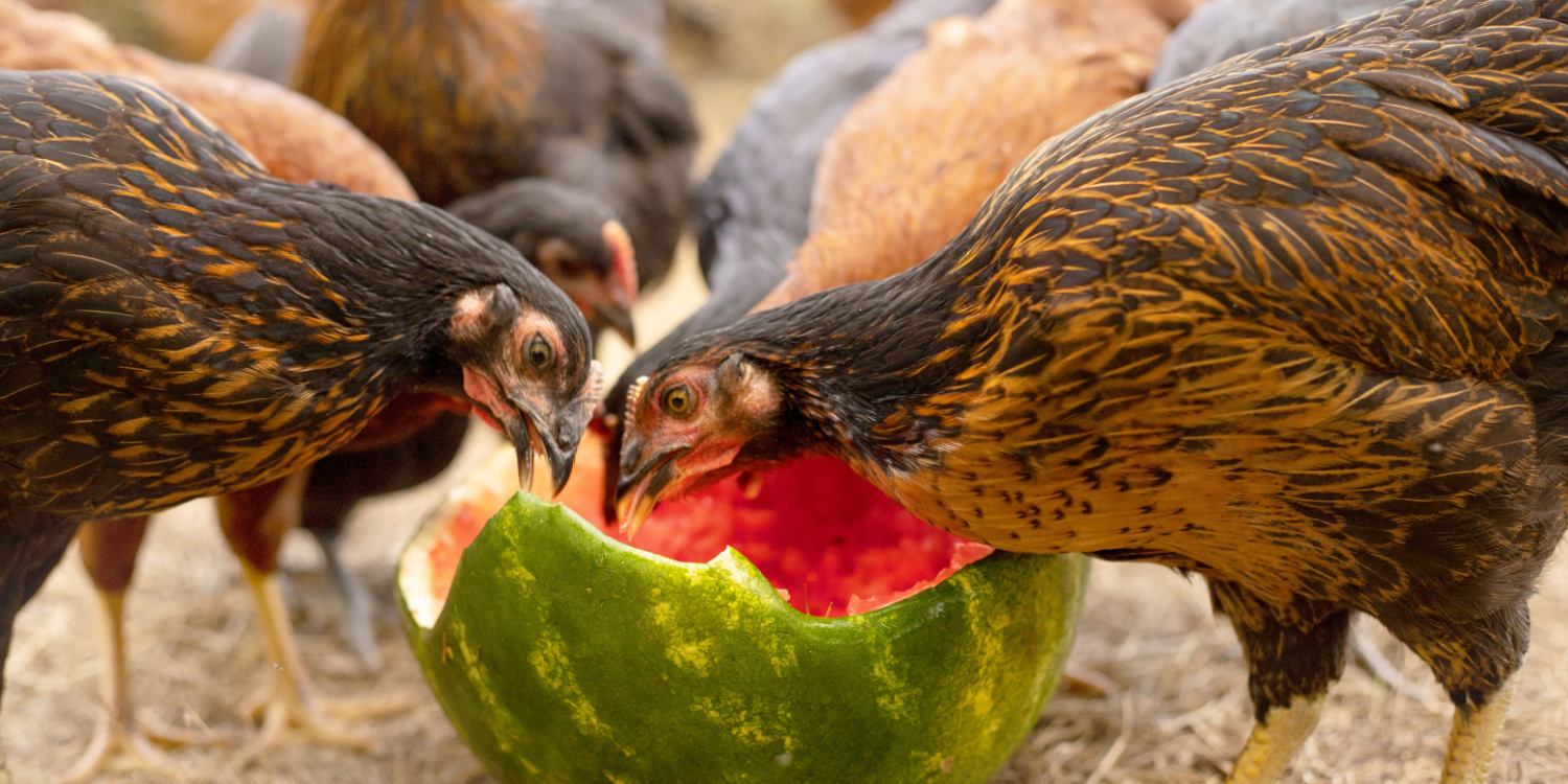 Fried Chicken & Watermelon: Ingredients for Un-Othering – Three-Fifths